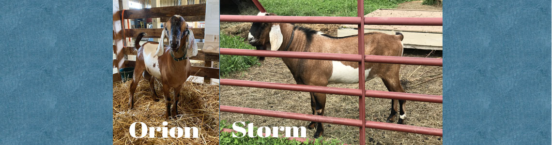 Meet our bucks! – Bluebird Ridge Farm