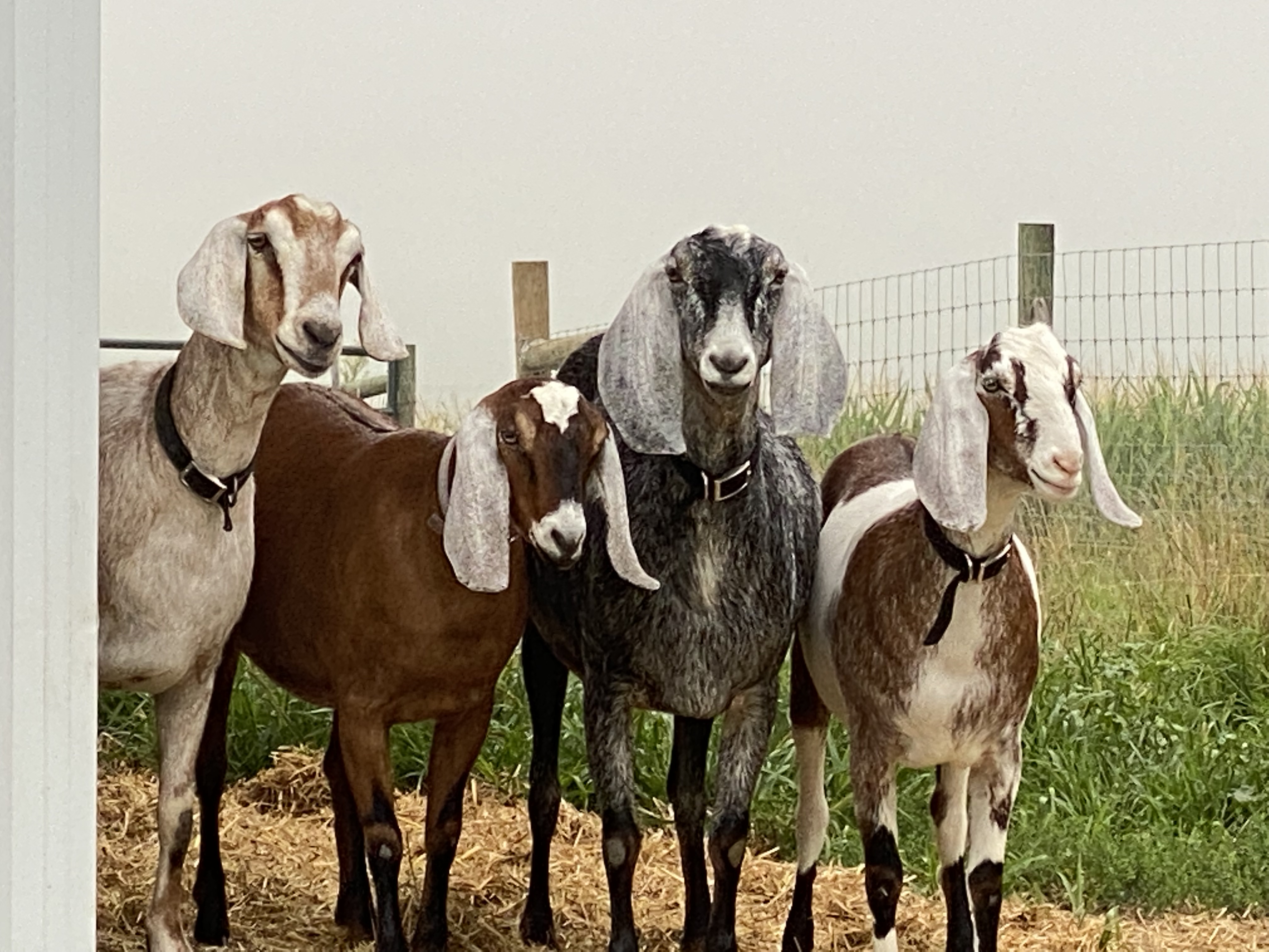 Bluebird Ridge Farm – Good Food, Healthy Animals