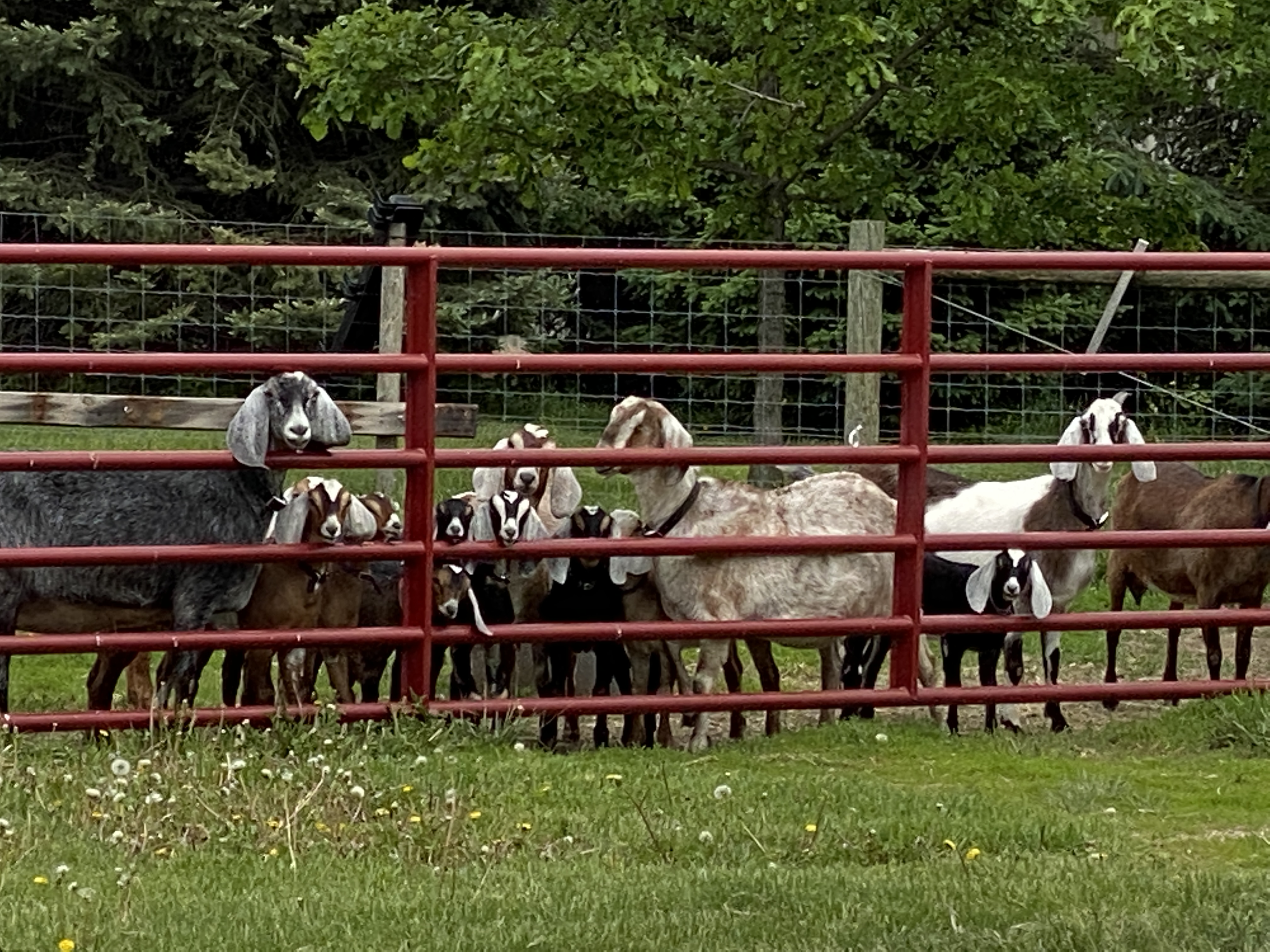 Bluebird Ridge Farm – Good Food, Healthy Animals