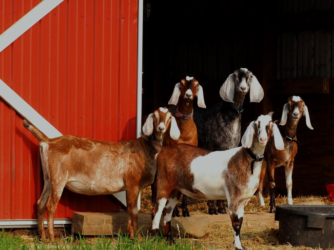 Bluebird Ridge Farm – Good Food, Healthy Animals