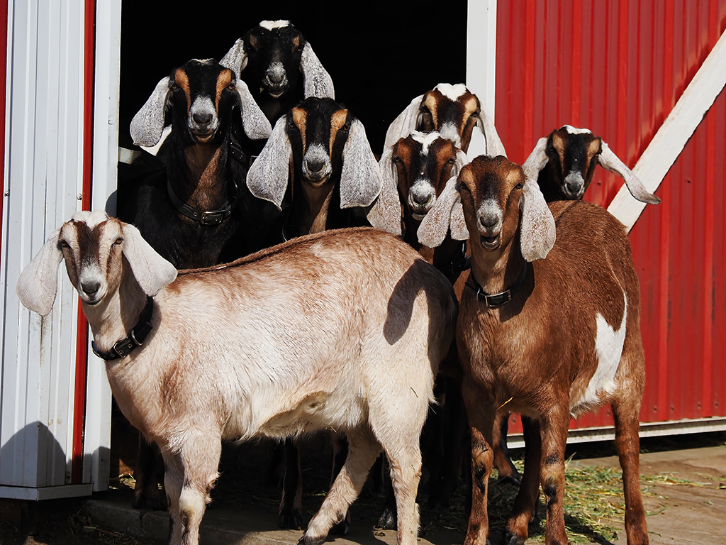 Bluebird Ridge Farm – Good Food, Healthy Animals