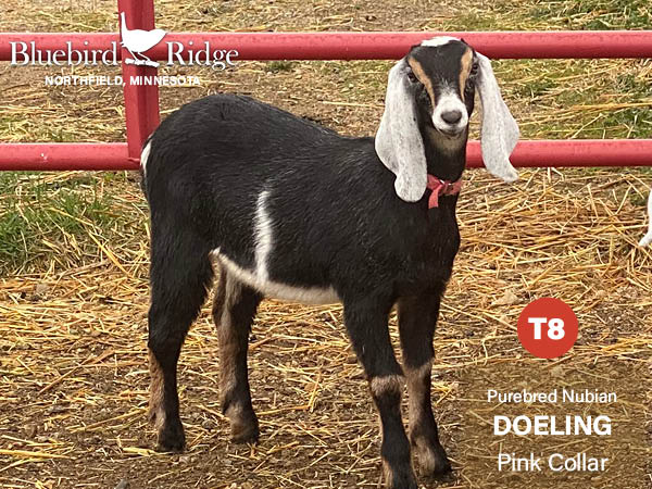 Bluebird Ridge Farm – Good Food, Healthy Animals